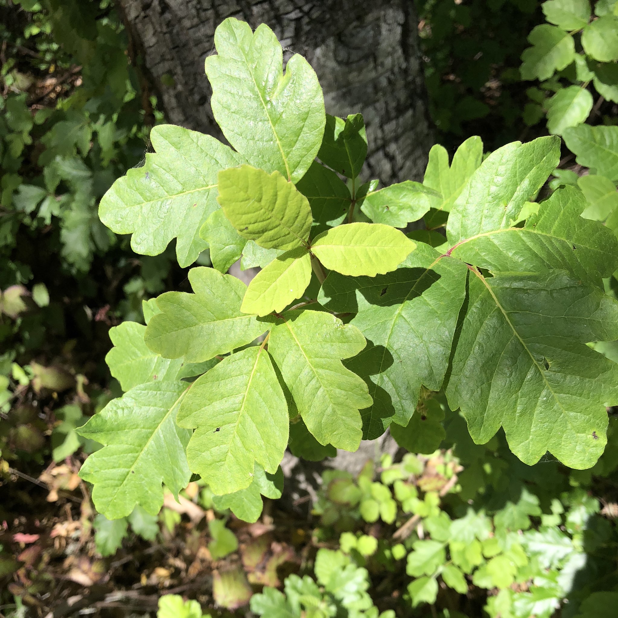 Poison Ivy (and Its Nasty Cousins) – Ruby Madder's Field Guide to ...