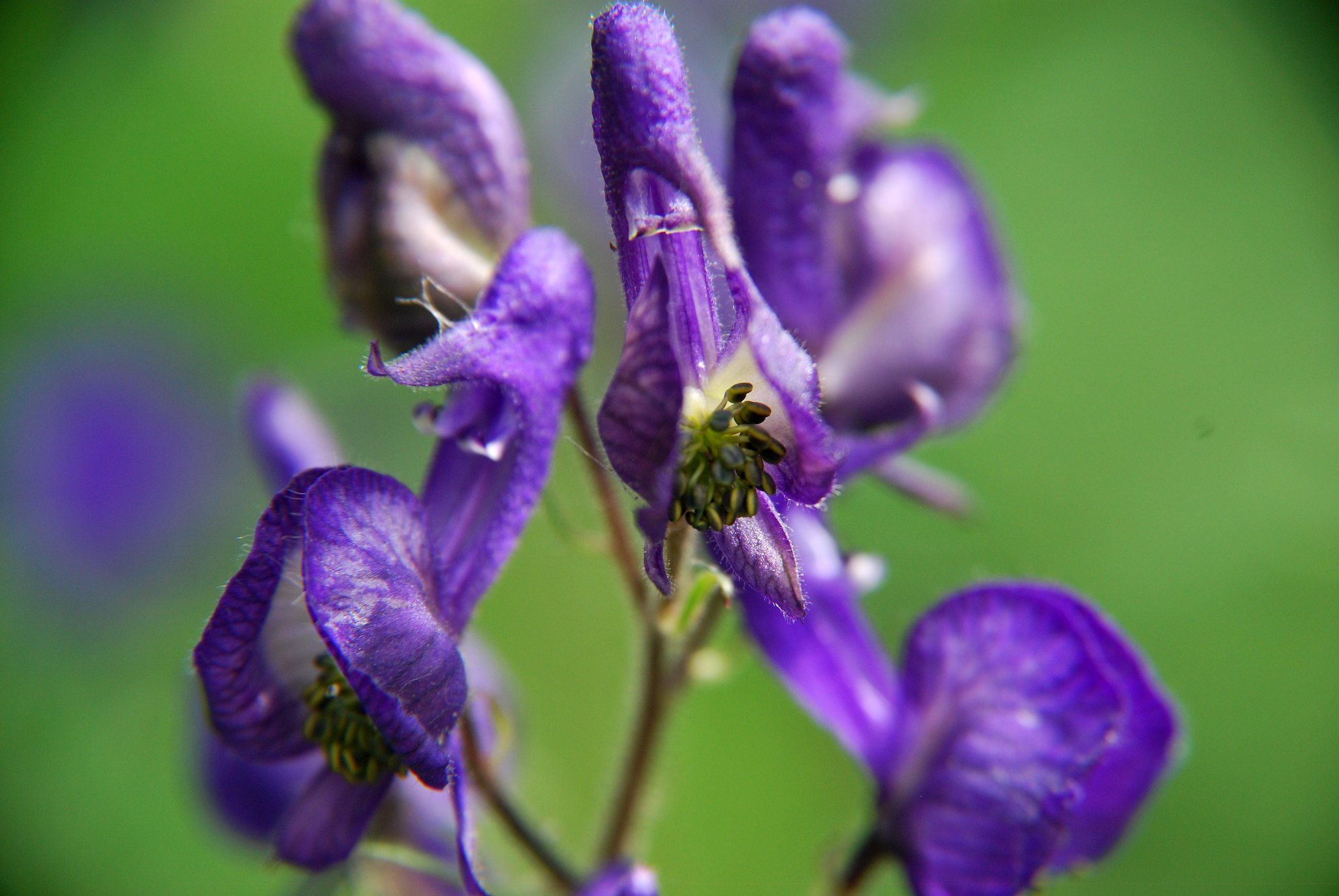 Aconite – Ruby Madder's Field Guide to Poisonous Plants